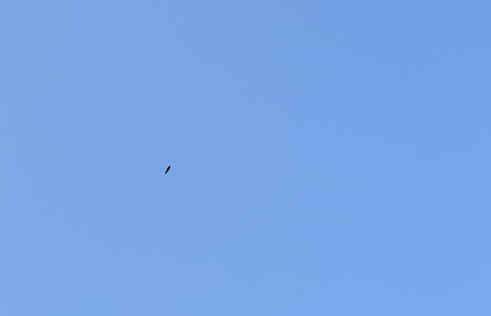 Good Morning | Adventure Sidecar